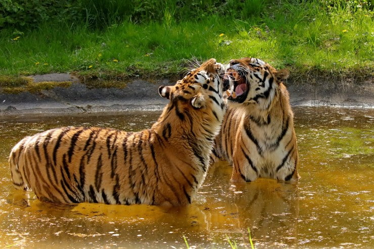 Knuthenborg Safaripark åbner det største tigeranlæg med pensionerede ...
